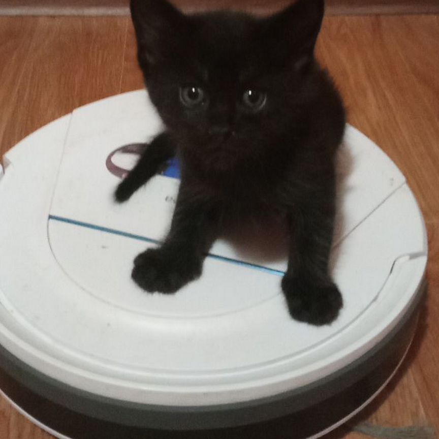 Котята Мэйн Кун