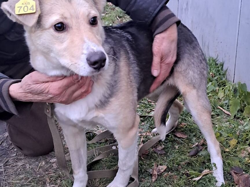 Бэлла в добрые руки