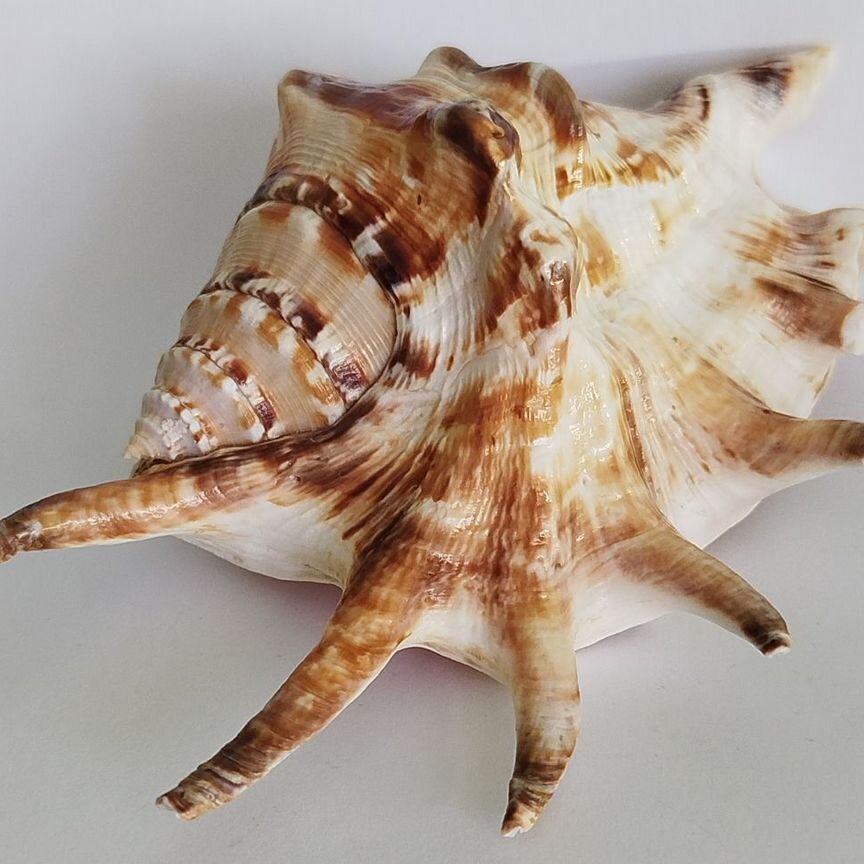Натуральная морская ракушка Ламбис