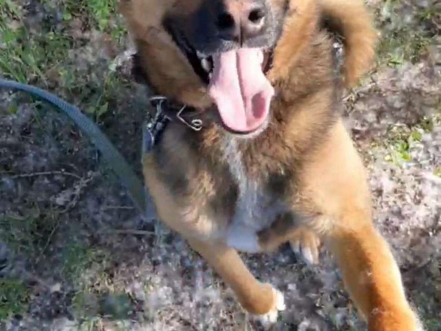 Мальчик из,черного приюта