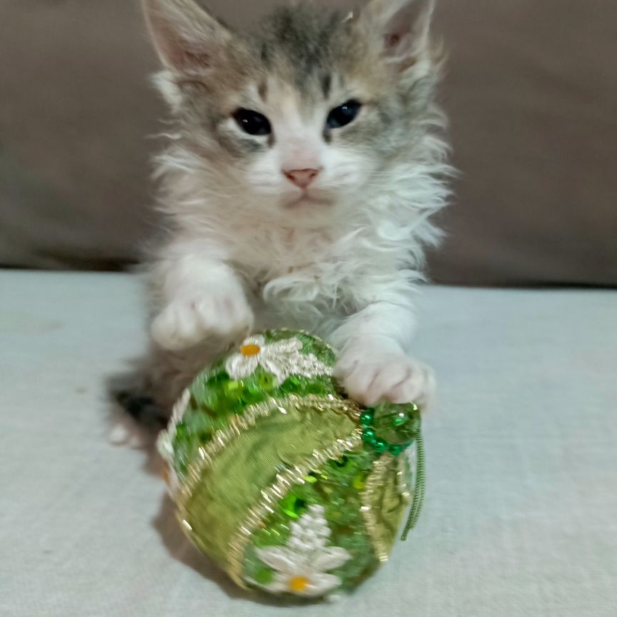 Котёнок от частного владельца