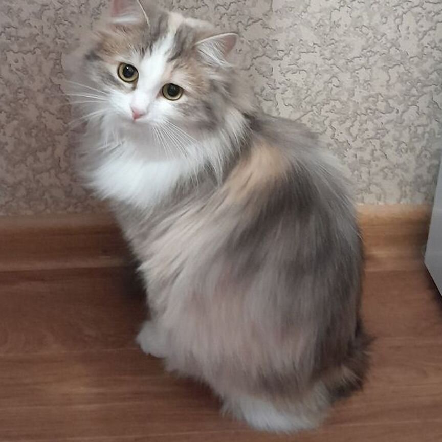 Взрослая, кошка в добрые руки