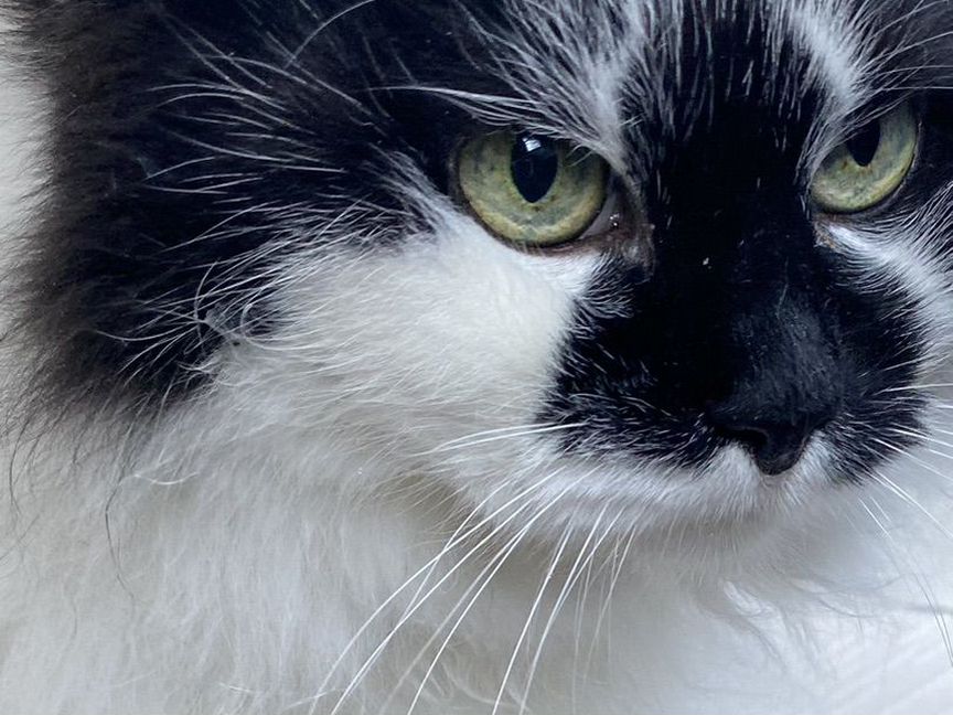 Отдам кота в добрые руки