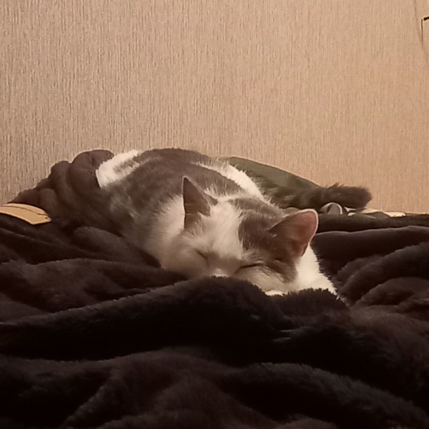 Отдам котика в добрые руки