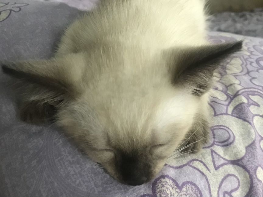 Котята