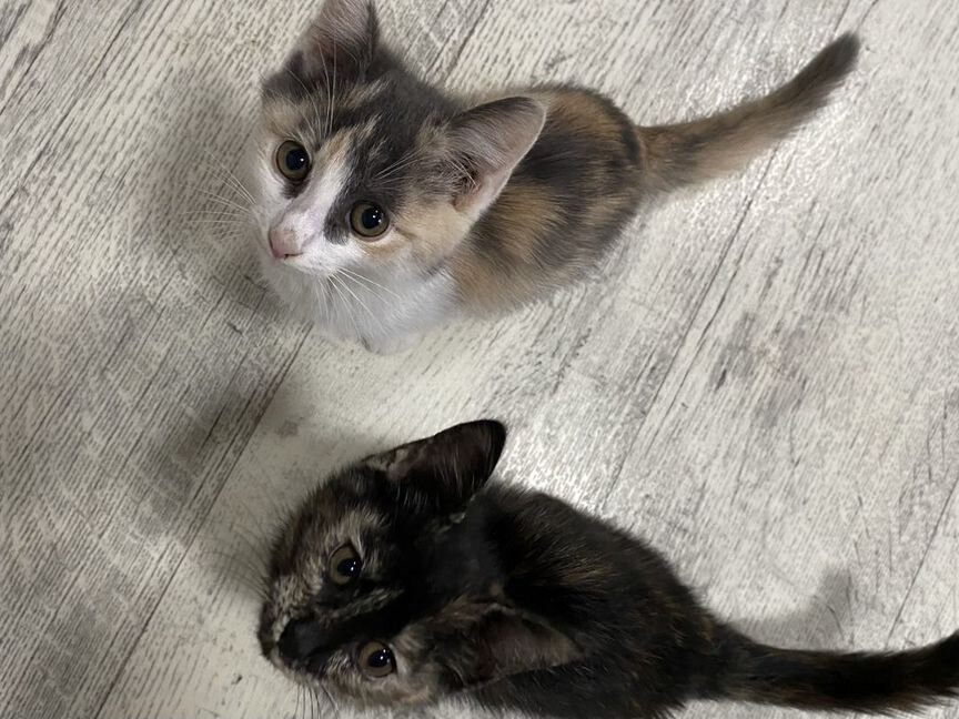 Майн кун котята