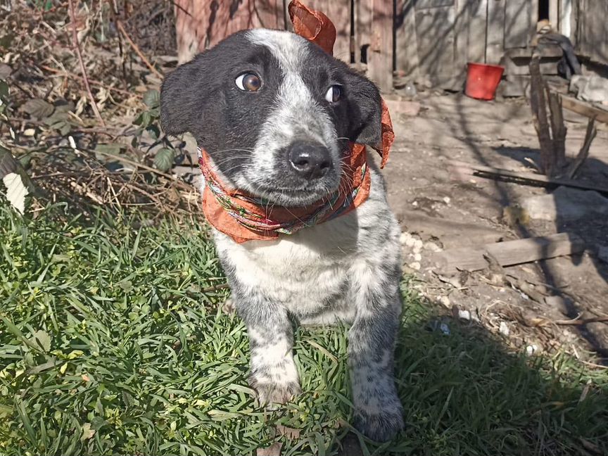 Мальчуган ищет дом