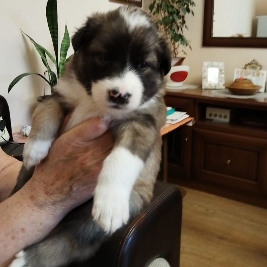 Щенки помесь западно-сибирской лайки с дворовым пс