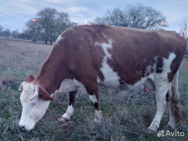 Корова симментальской породы купить в Дивном | Животные и зоотовары | Авито