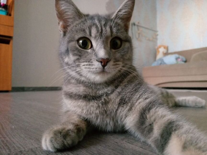 Кошка-балдежка в добрые руки