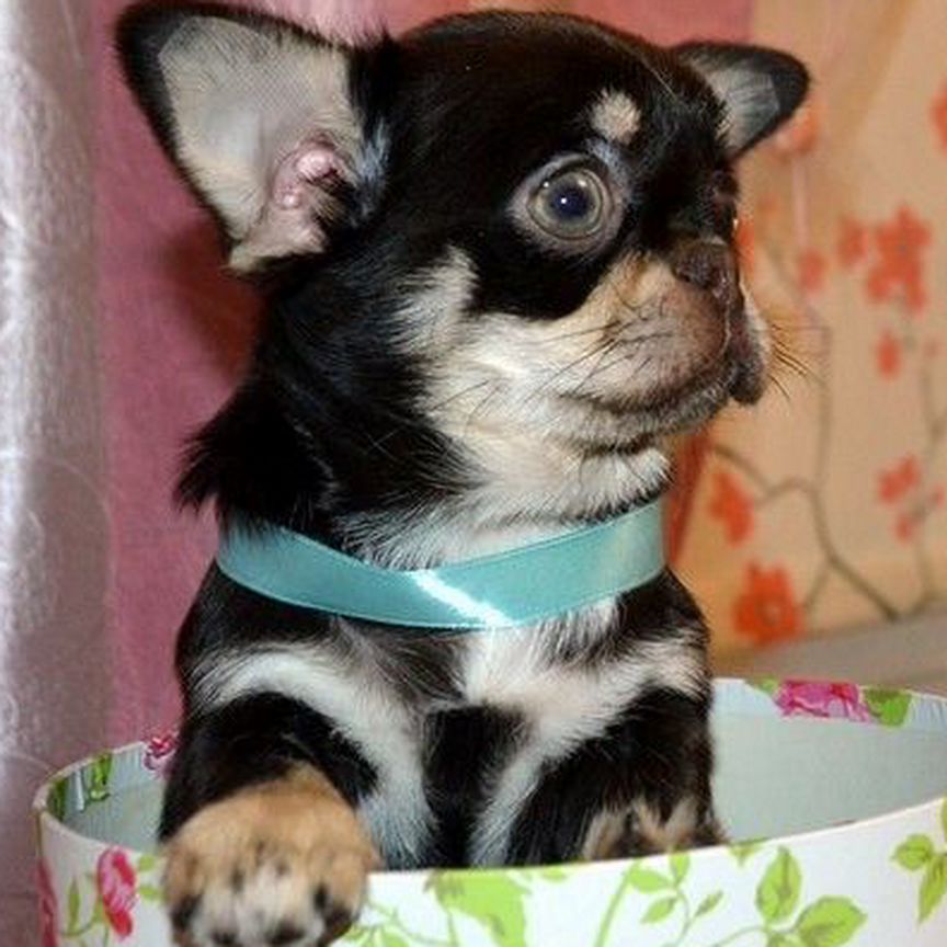 Чихуахуа, щенок