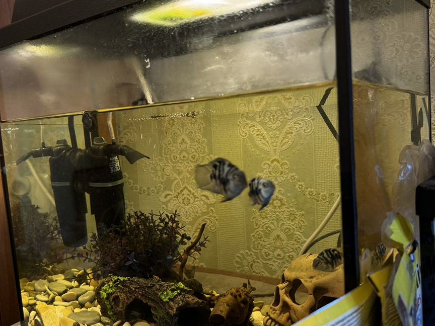 Аквариум с рыбками 35 литров