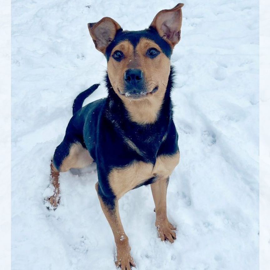 Взрослая собака в добрые руки