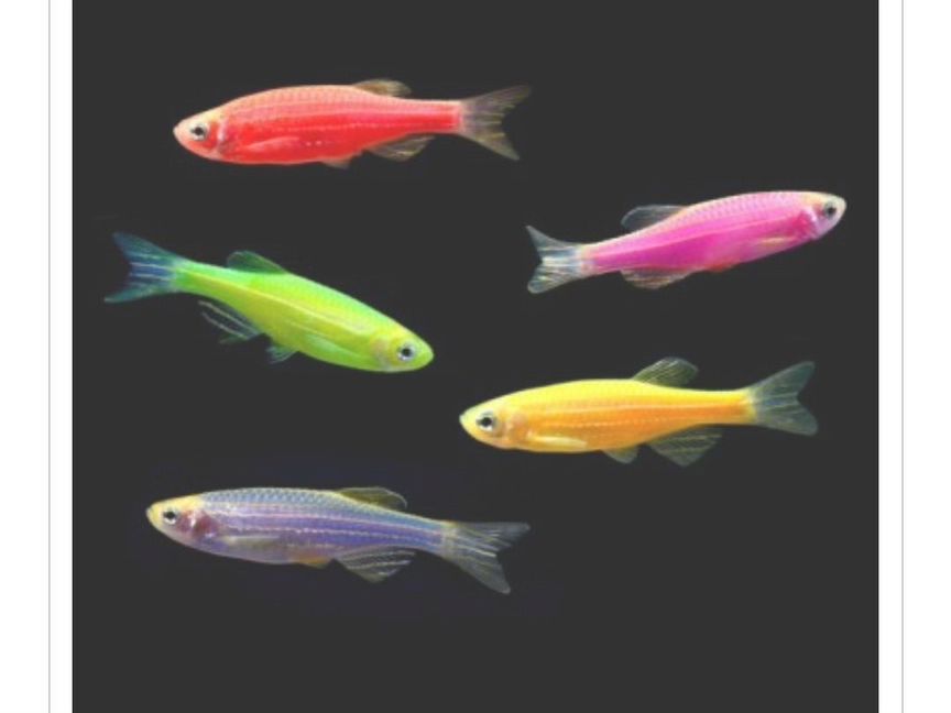 Рыбки цветные данио glofish