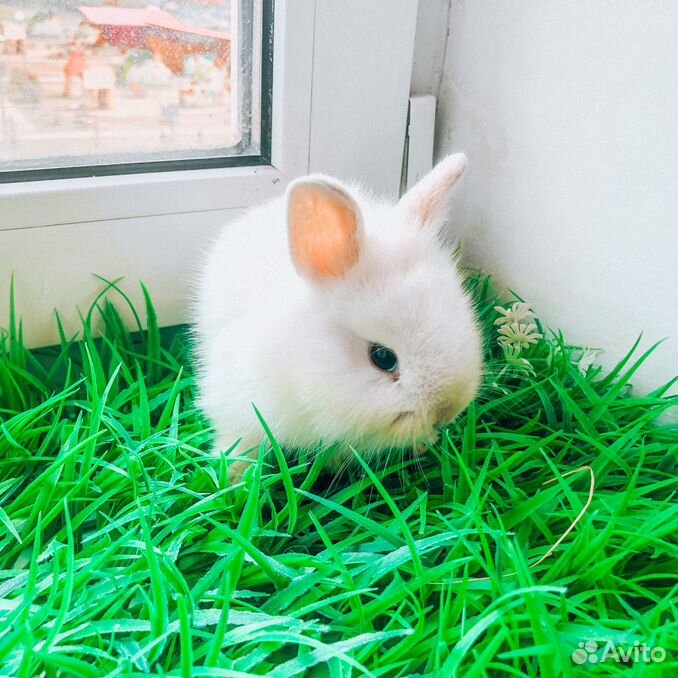 Карликовый кролик - супер мини