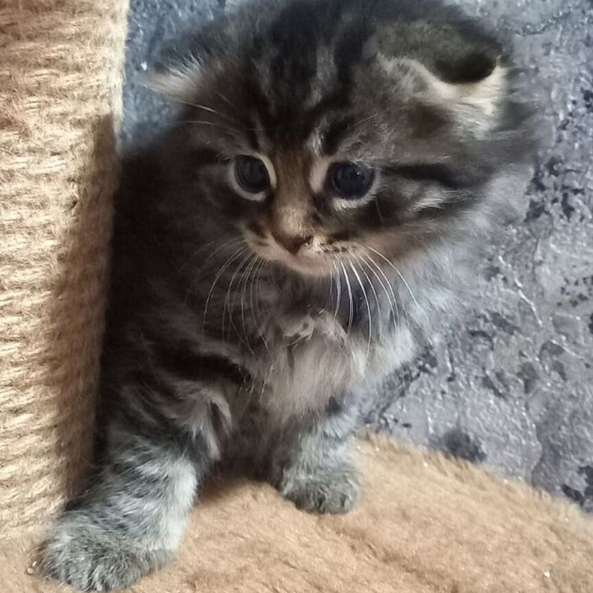 Вислоухий котенок