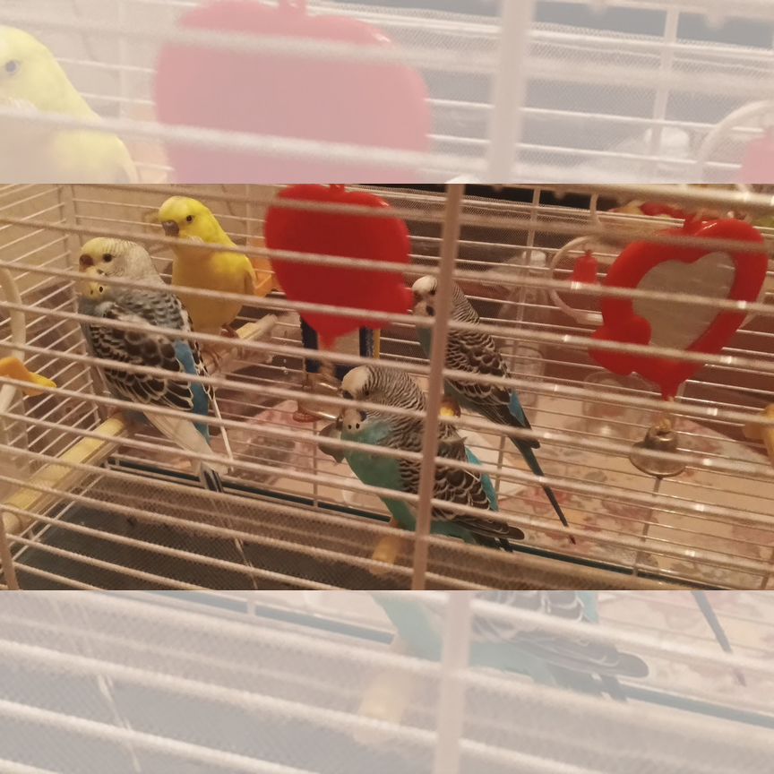 Волнистые попугаи две пары