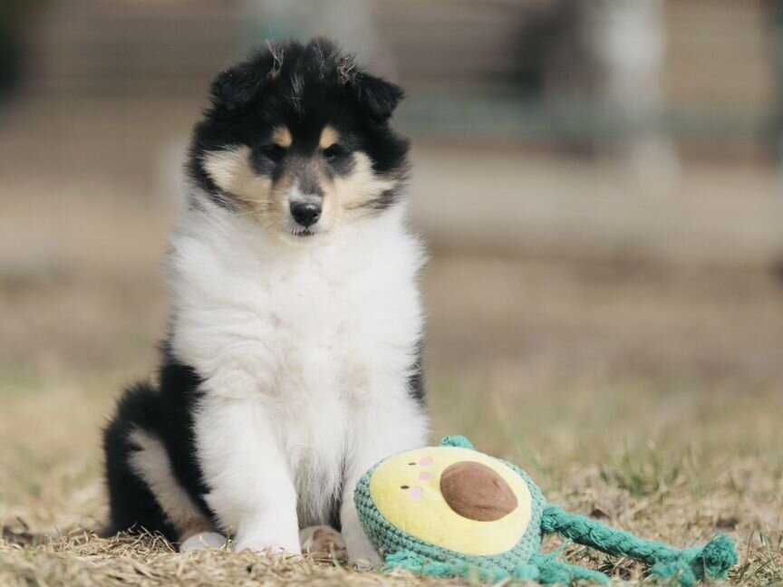 Щенки колли