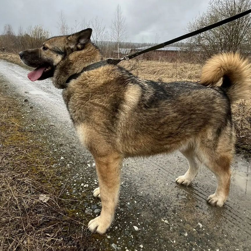 Кавказская овчарка, взрослый пёс
