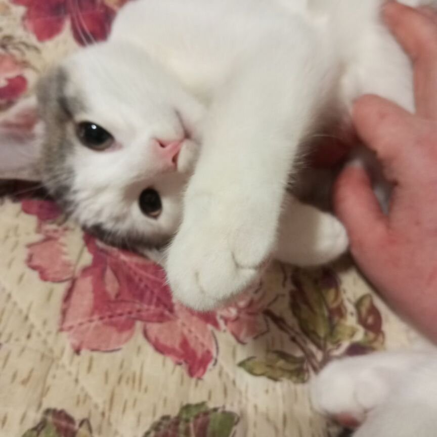 Котёнок в добрые руки