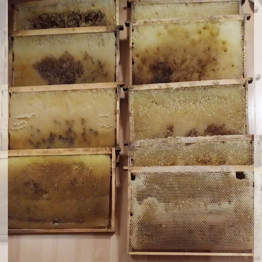 Сушь для пчел