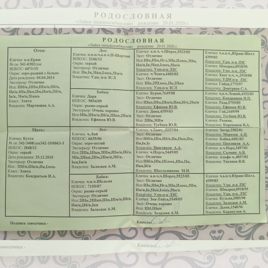 Западносибирская лайка, щенок