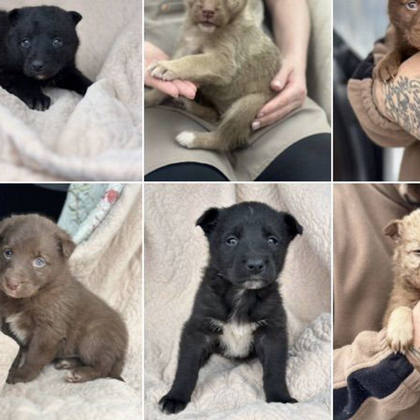 Шоколадные щенки 1 мес. В дар
