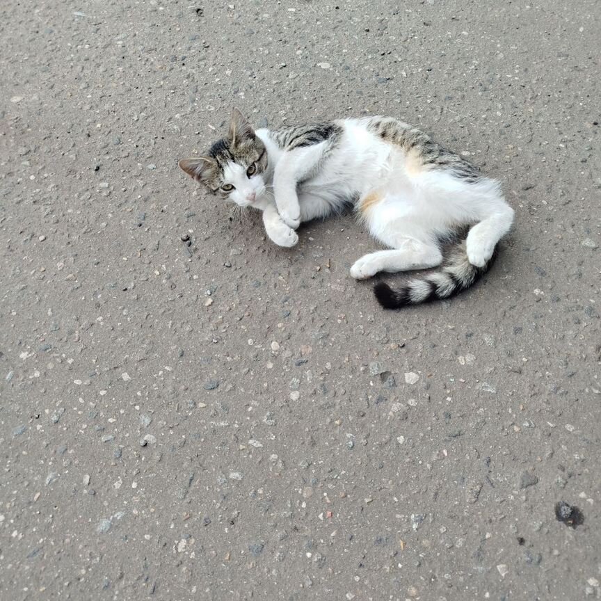 Котик бесплатно в добрые руки