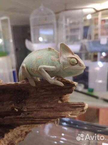 Йеменский хамелеон