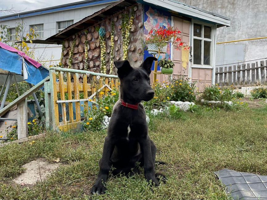 Щенки бесплатно