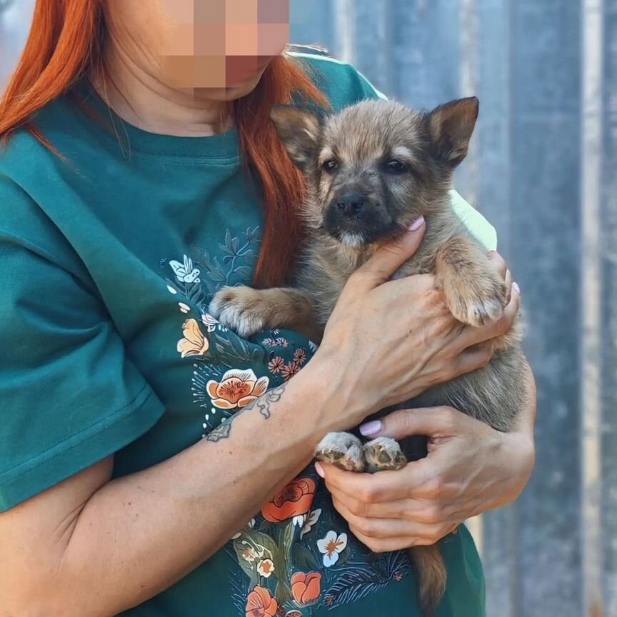 Щенок в добрые руки
