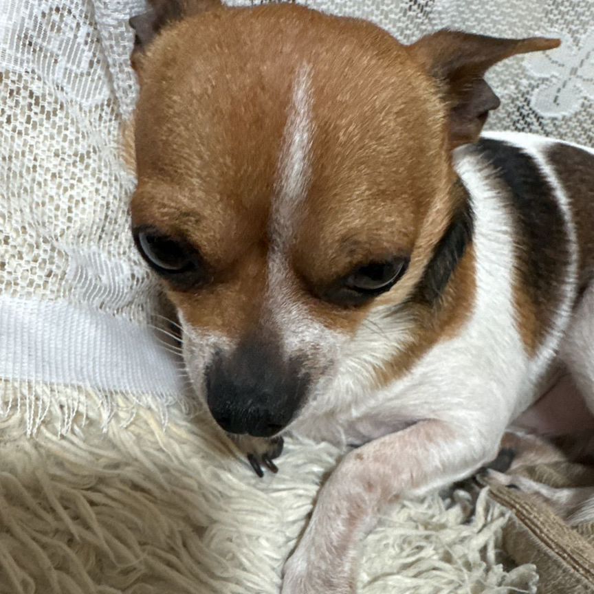 Джентельмен для вязки