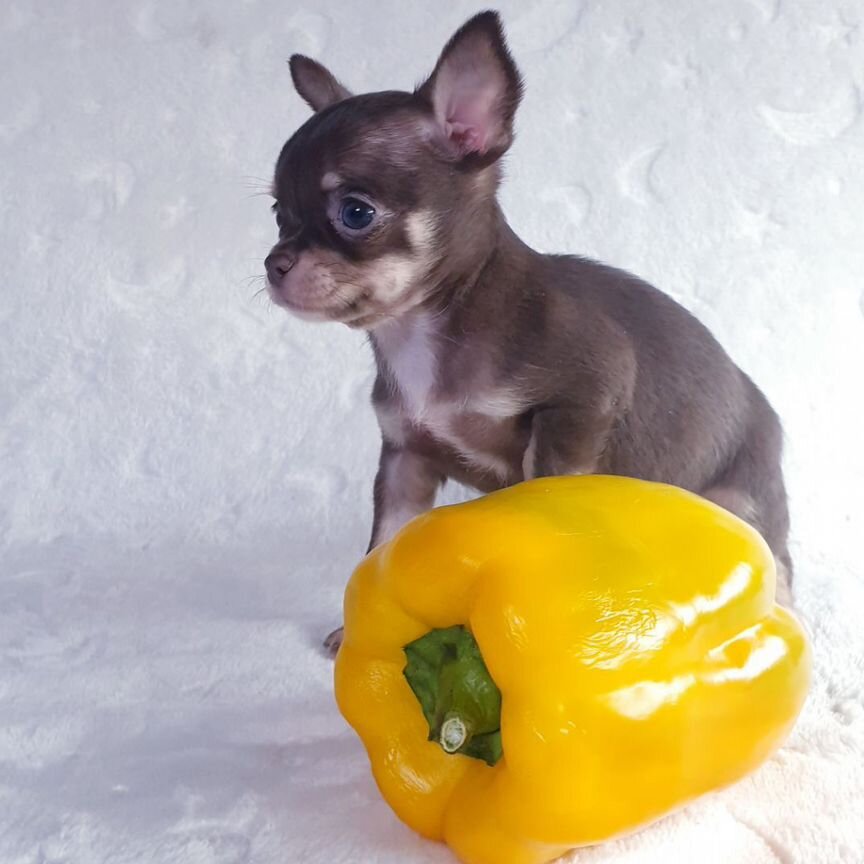 Чихуахуа, щенок