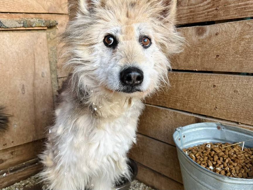 Кеша, заброшенный пес из приюта в поиске дома