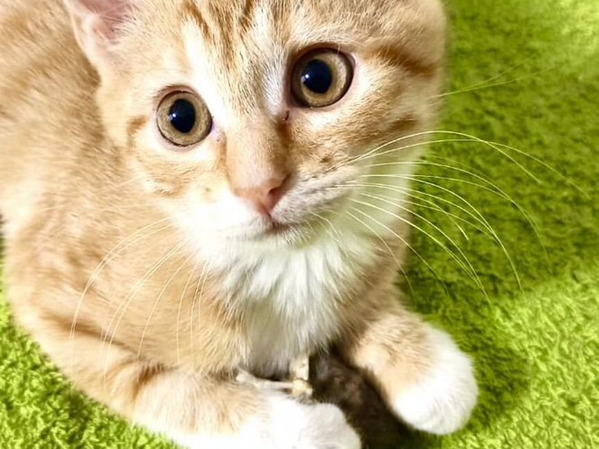 Котенок Рики, славный малыш