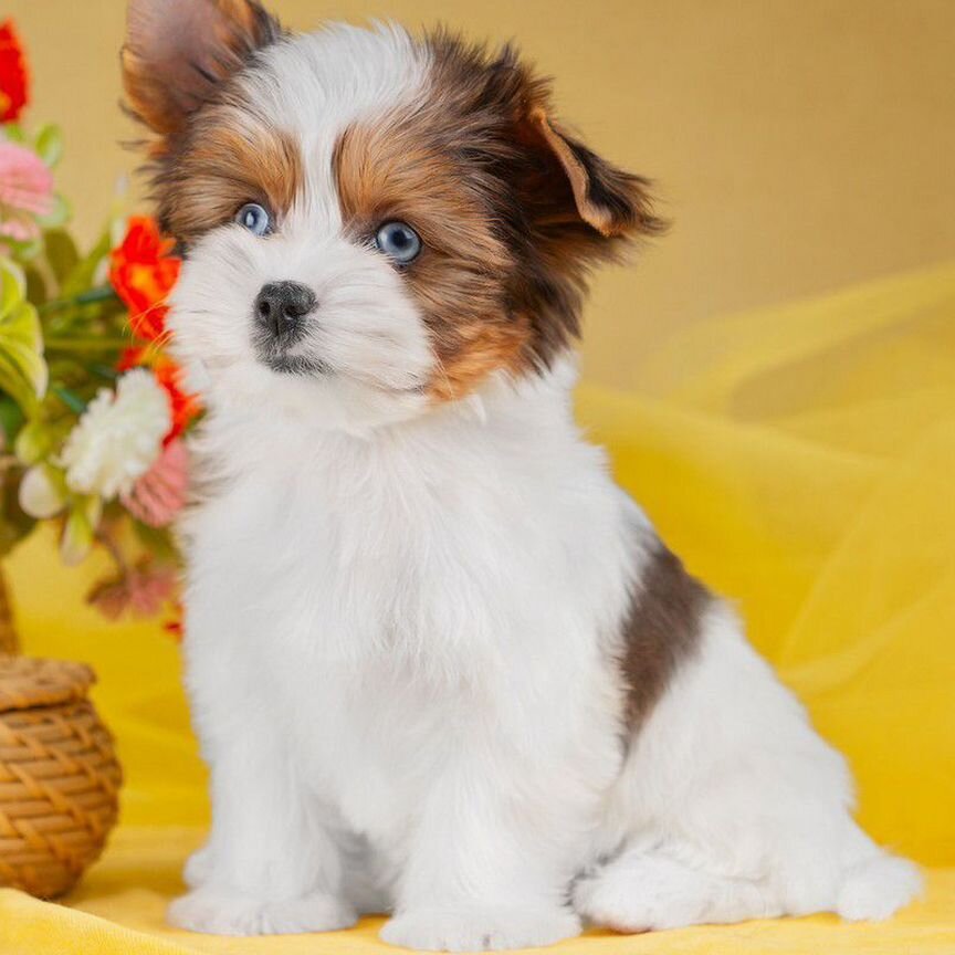 Йоркширский терьер, щенок