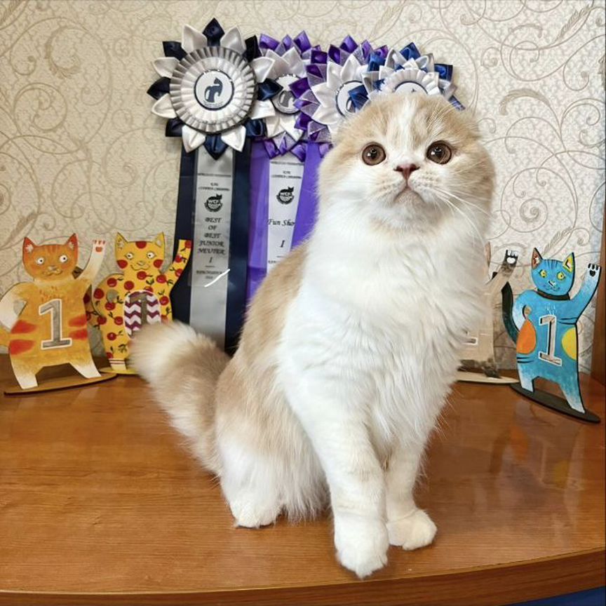 Шотландские вислоухие котята