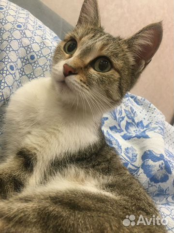 Кошечка в добрые руки