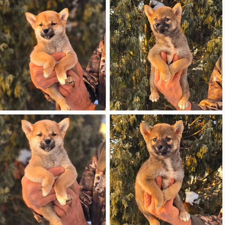 Сиба-ину, щенок