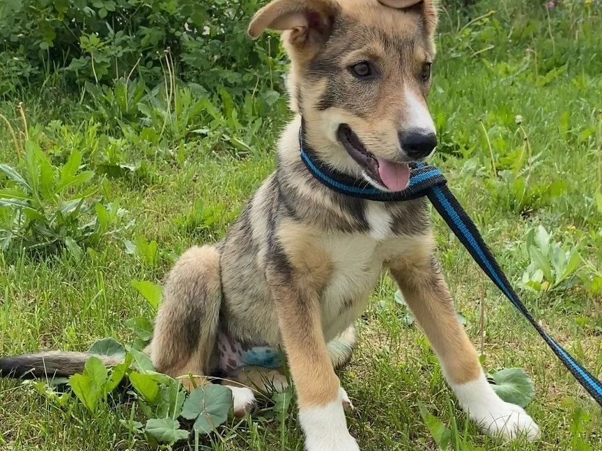 Щенок в добрые руки