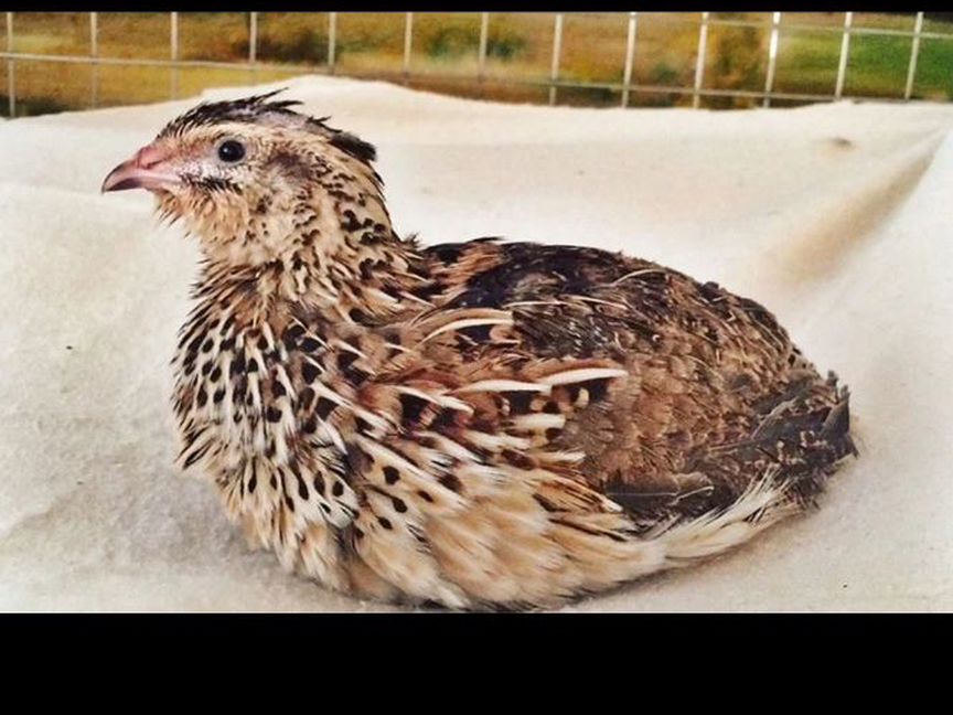 Перепела на корм