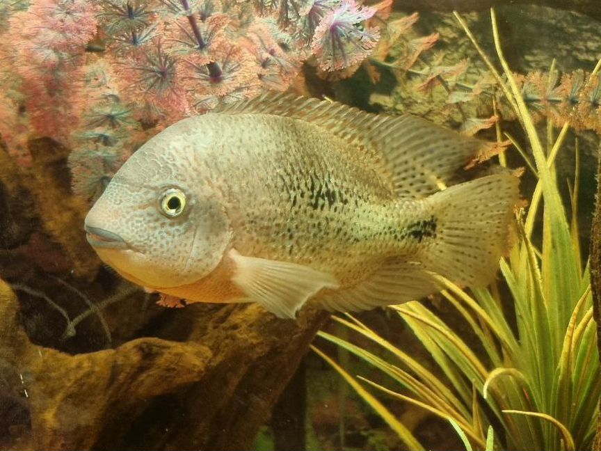 Акара бирюзовая самка большая