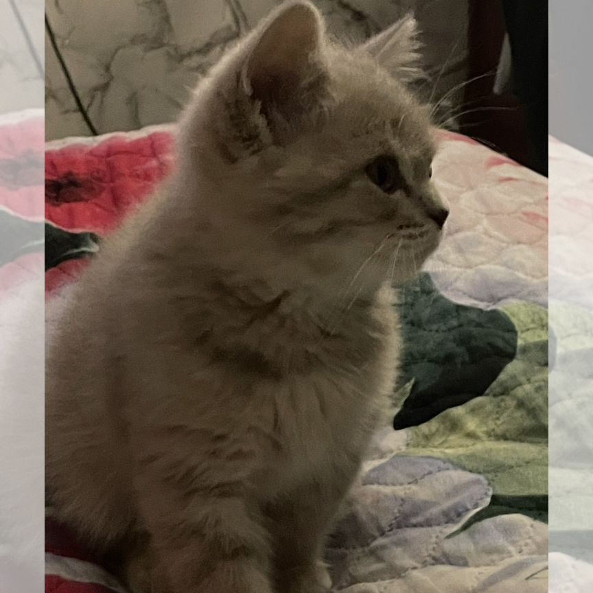 Британский короткошёрстный котёнок