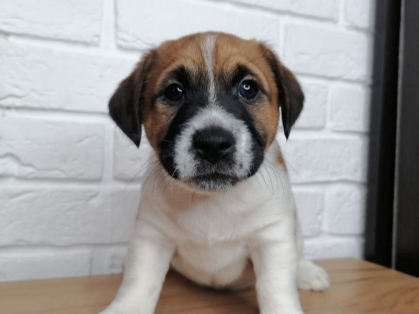 Щенки джек Рассел терьер