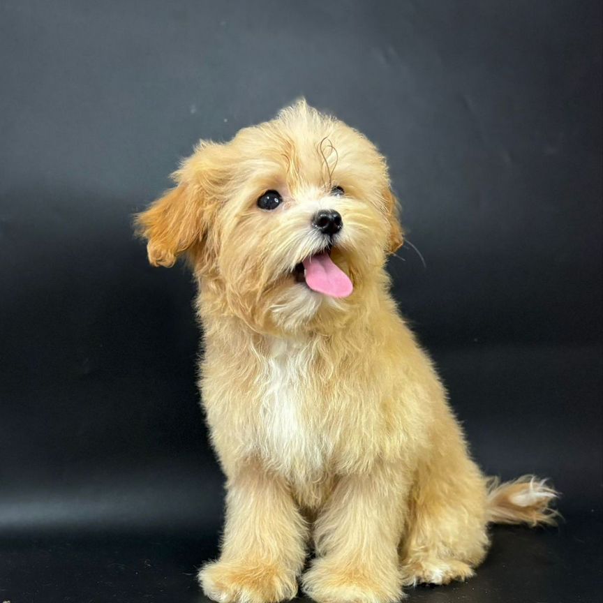 Щенки мальтипу f1