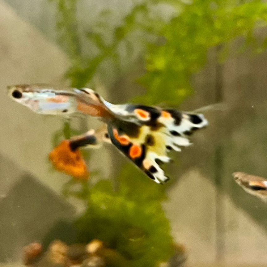 Аквариумные рыбки гуппи