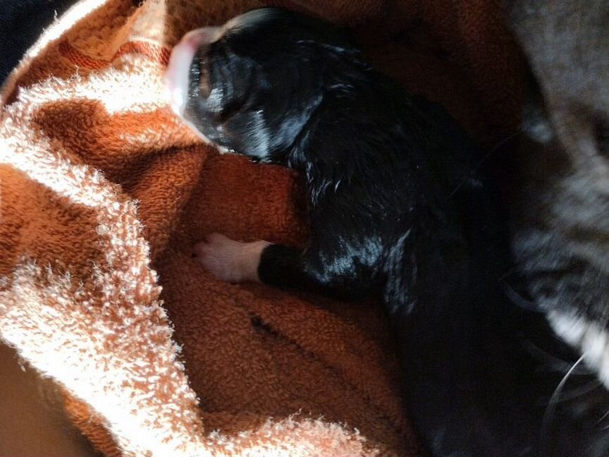 Щенки американского стаффорда