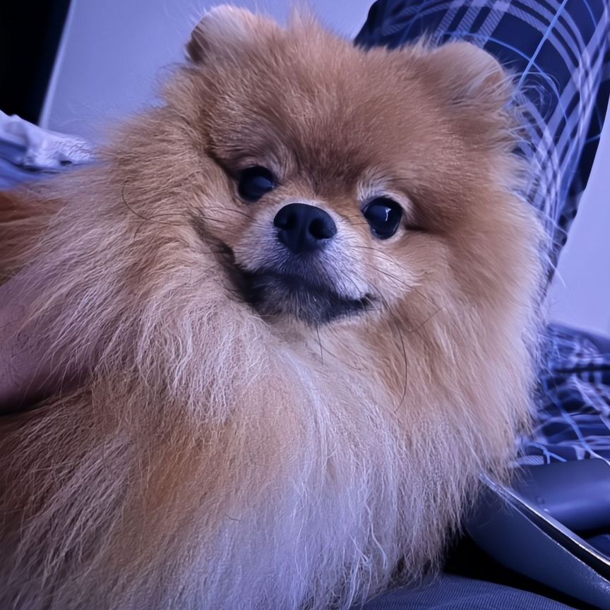 Вязка померанский шпиц