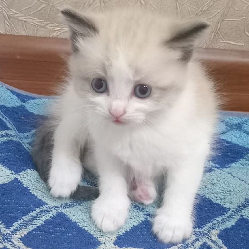 Шотландский прямоухий короткошёрстный котёнок