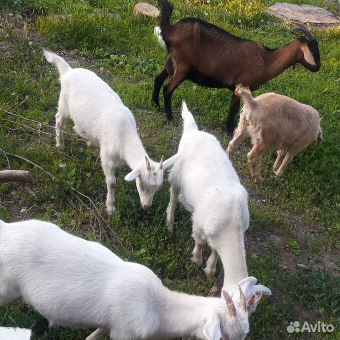 Четыре козачки, не обезроженые. 4 месяца
